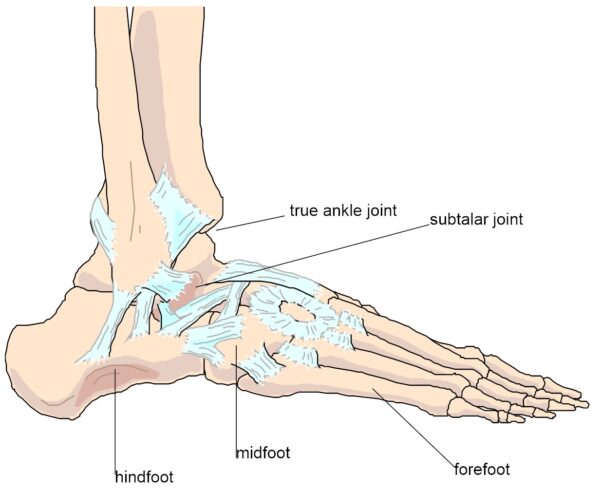 Assessing and Correcting Foot and Ankle Pain | NETA, National Exercise ...