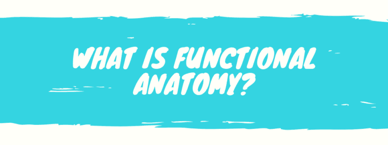 What Is Functional Anatomy? | NETA, National Exercise Trainers Association